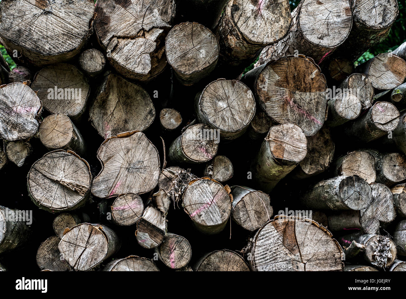 Abstract photo of a pile of natural wooden logs background dry chopped ...