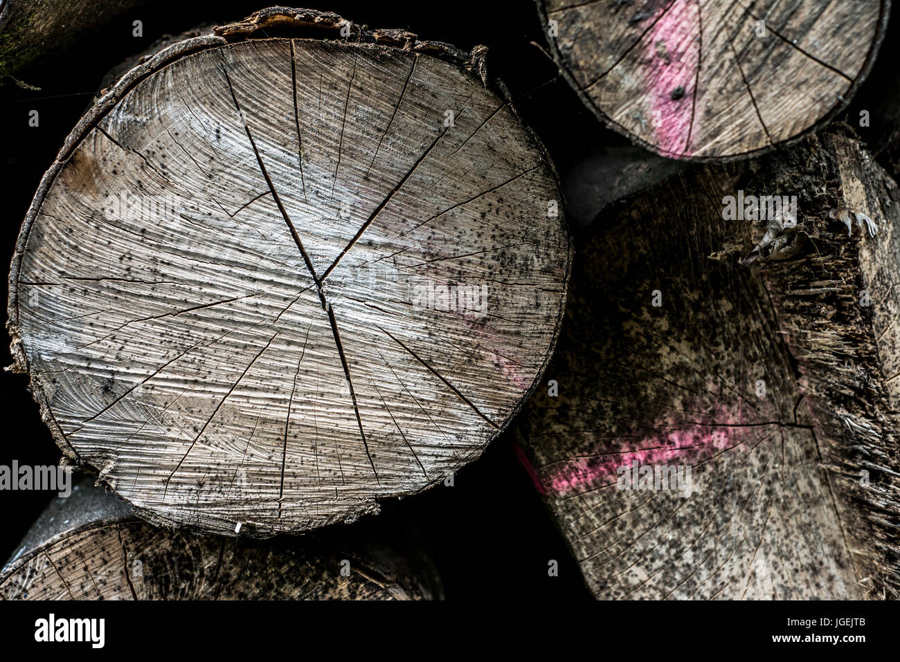 Abstract photo of a pile of natural wooden logs background dry chopped ...