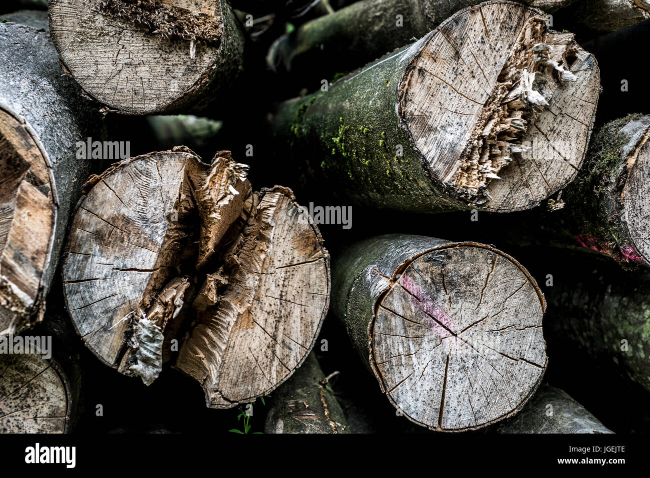Abstract photo of a pile of natural wooden logs background dry chopped ...