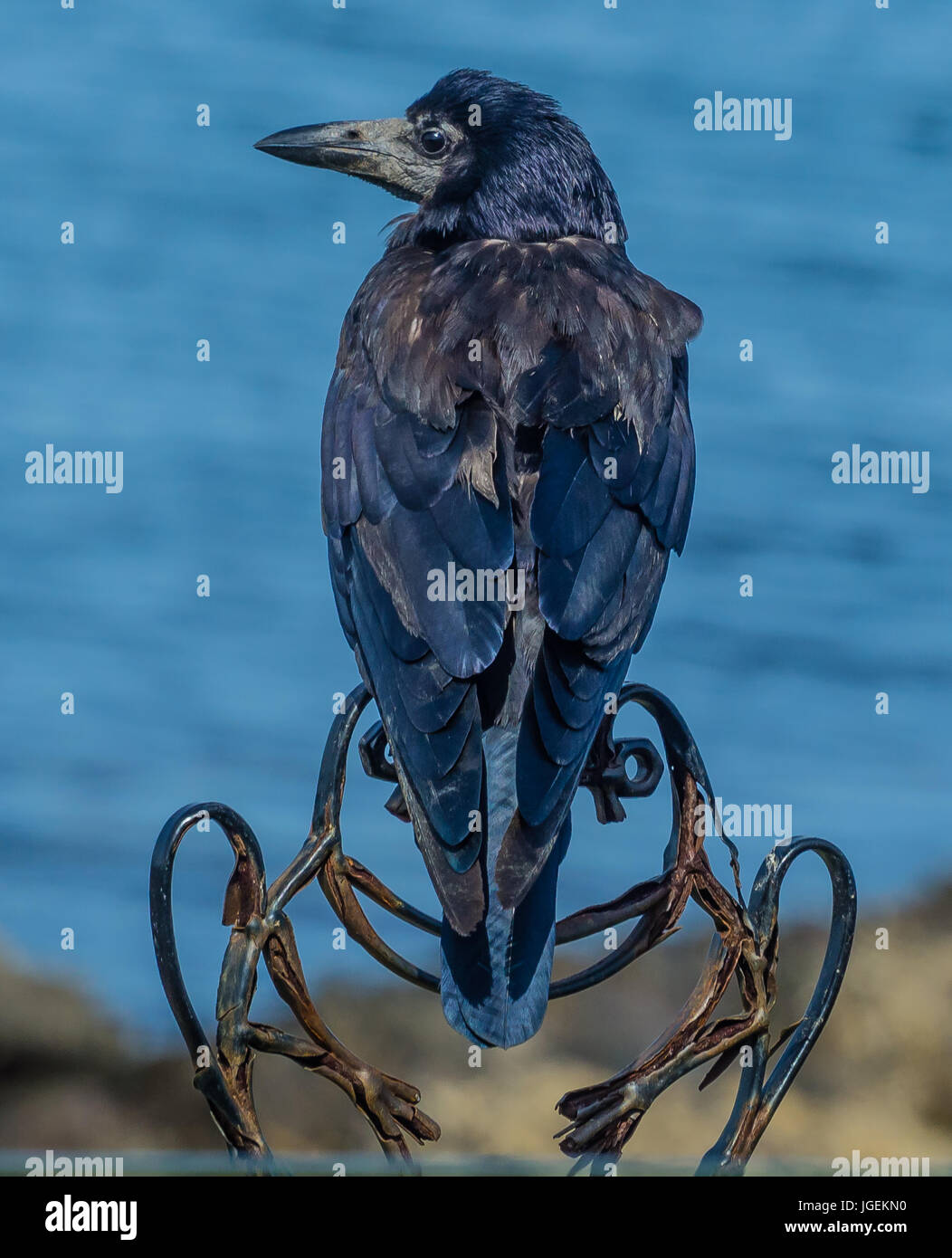 Rook in profile Stock Photo - Alamy