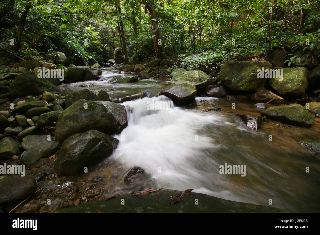 Jungle scenery hi-res stock photography and images - Alamy