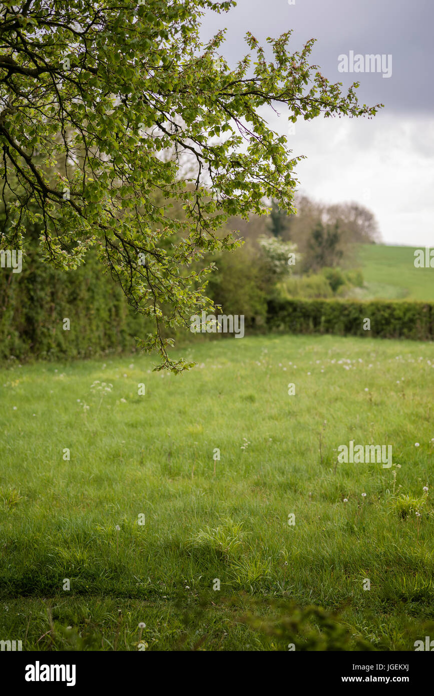 English countryside landscape view through trees to fields beyond on ...