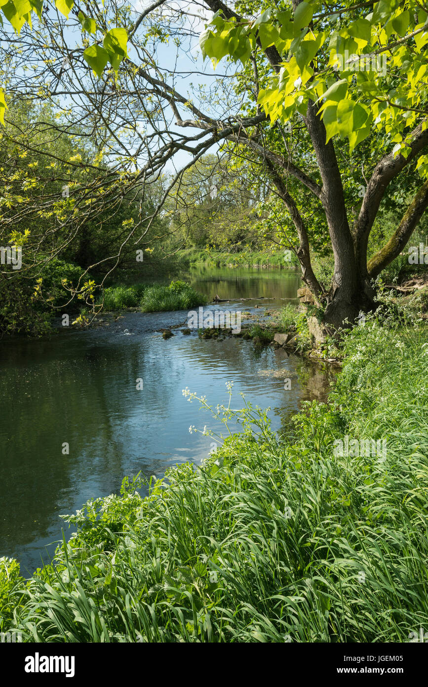 Beautiful English countryside river landscape with shallow depth of ...