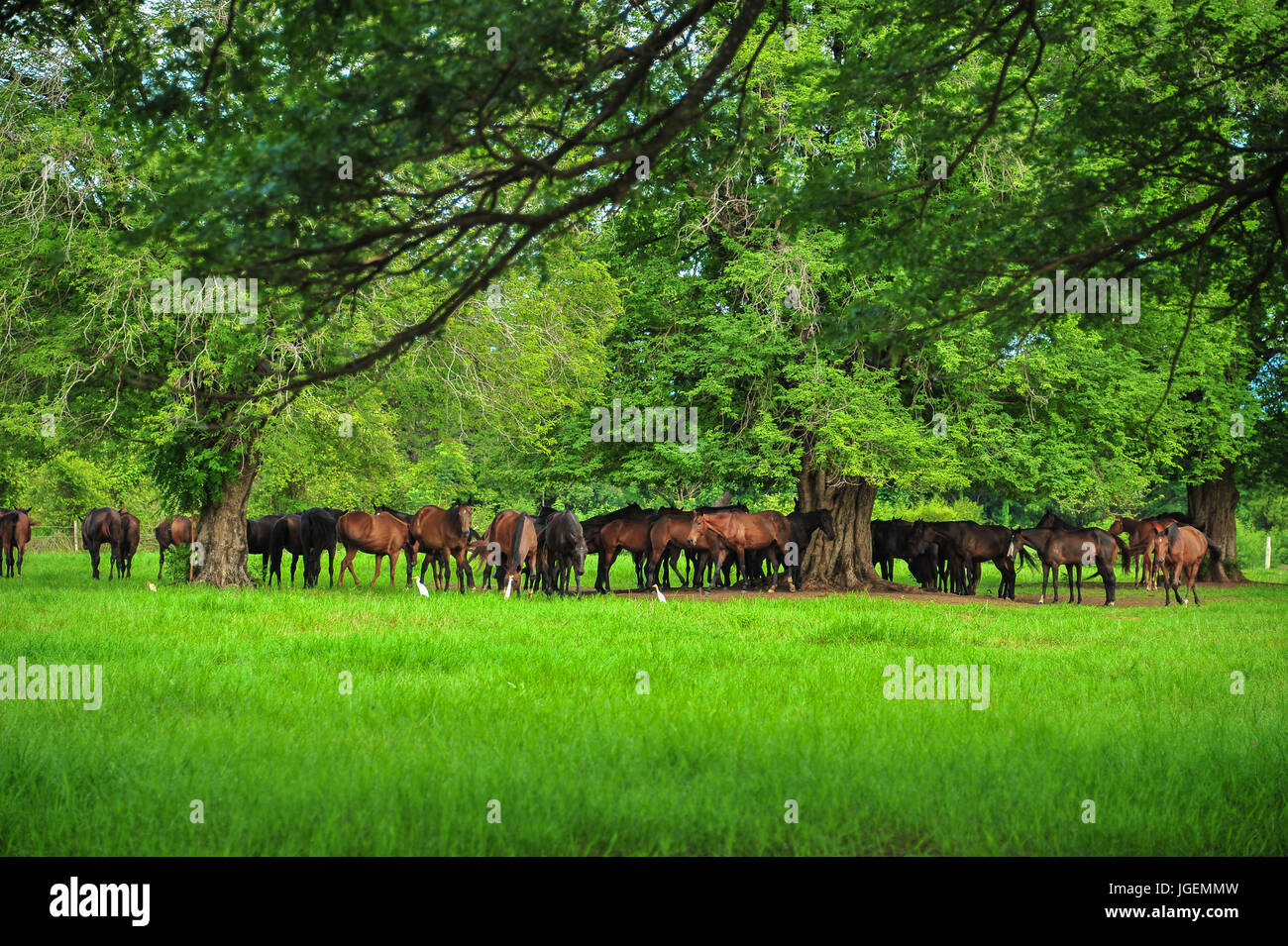Crowd of horses in the greef field Stock Photo - Alamy