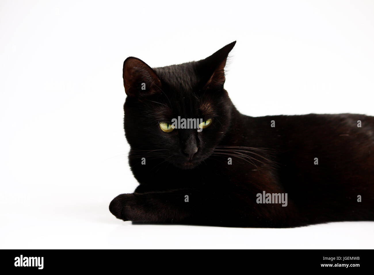 Closeup portrait of a Halloween black cat on a white background Stock ...