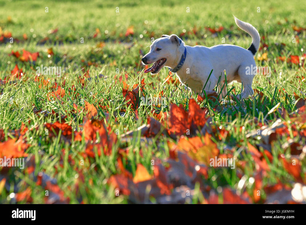 Jack Russell race in the park Stock Photo - Alamy