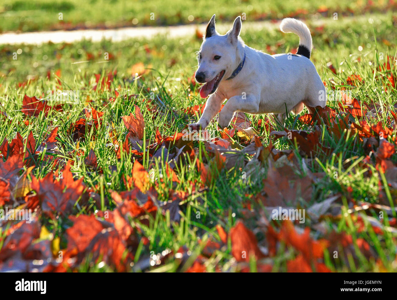 Jack Russell race in the park Stock Photo - Alamy