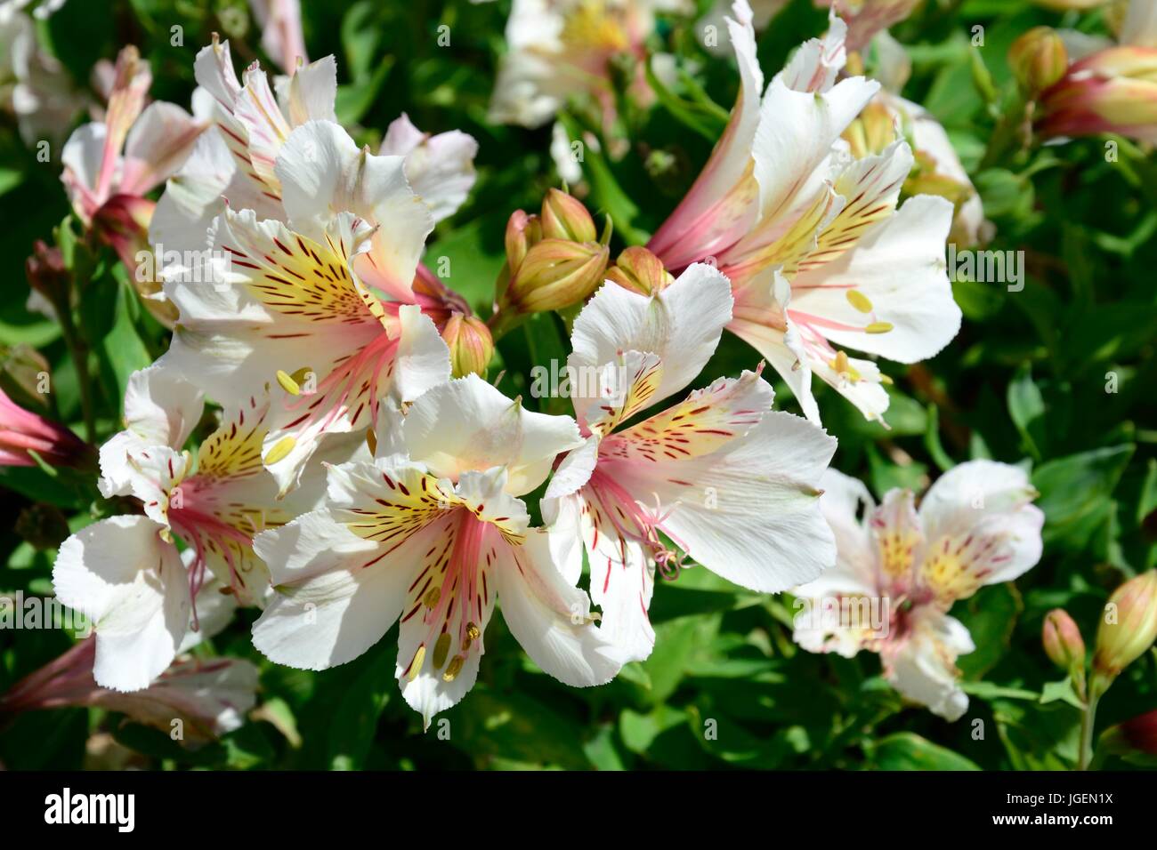 Princess Lily High Resolution Stock Photography and Images - Alamy