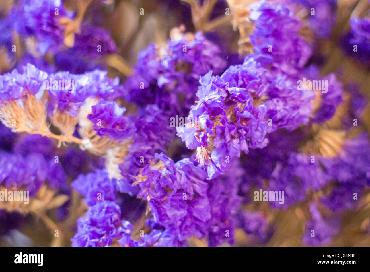 Statice flower bouquet in the vase, stock photo Stock Photo - Alamy