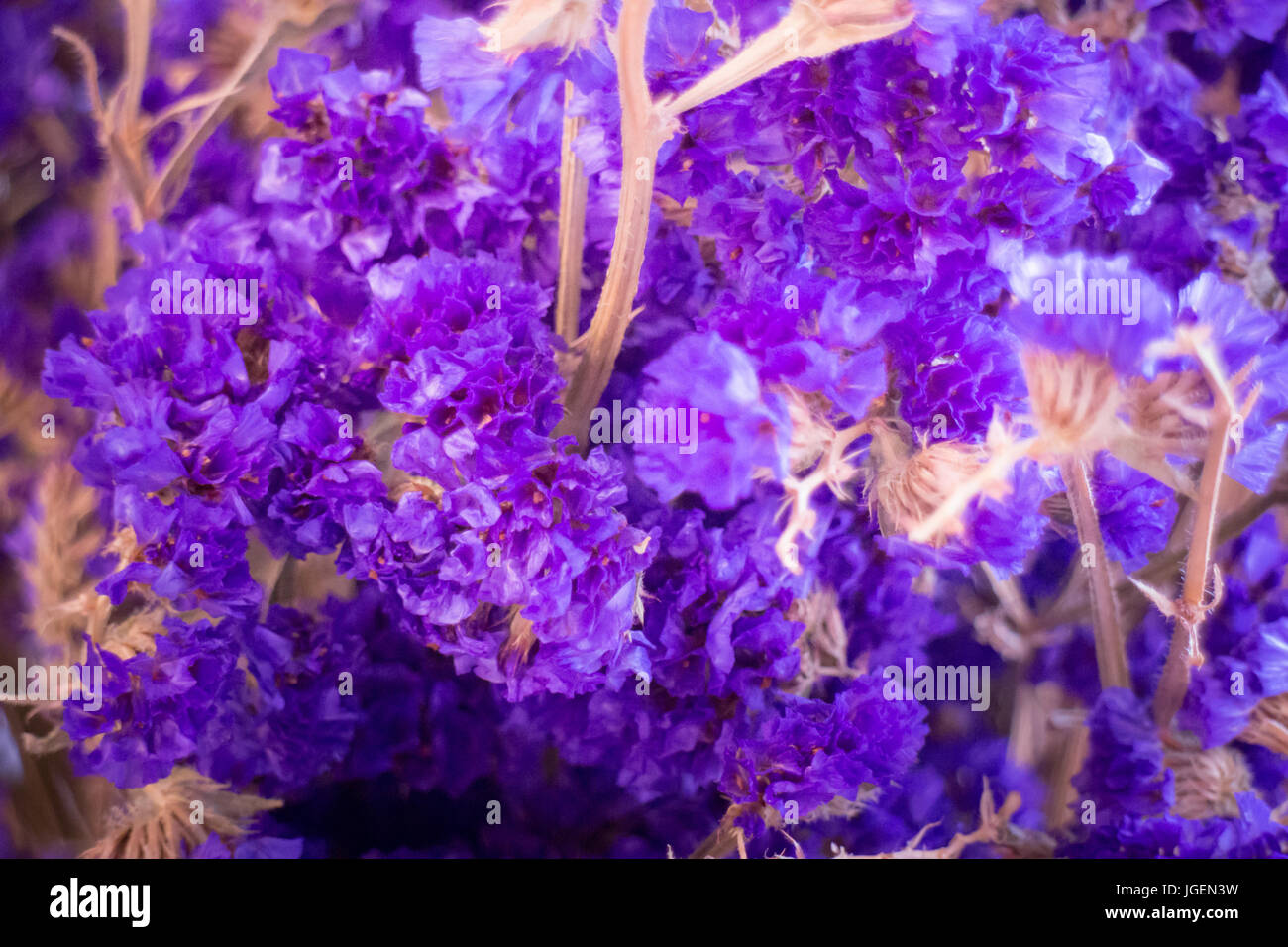 Statice flower bouquet in the vase, stock photo Stock Photo - Alamy