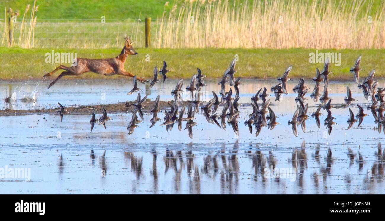 Nature and wildlife at Alkborough Flats in Lincolnshire Stock Photo - Alamy