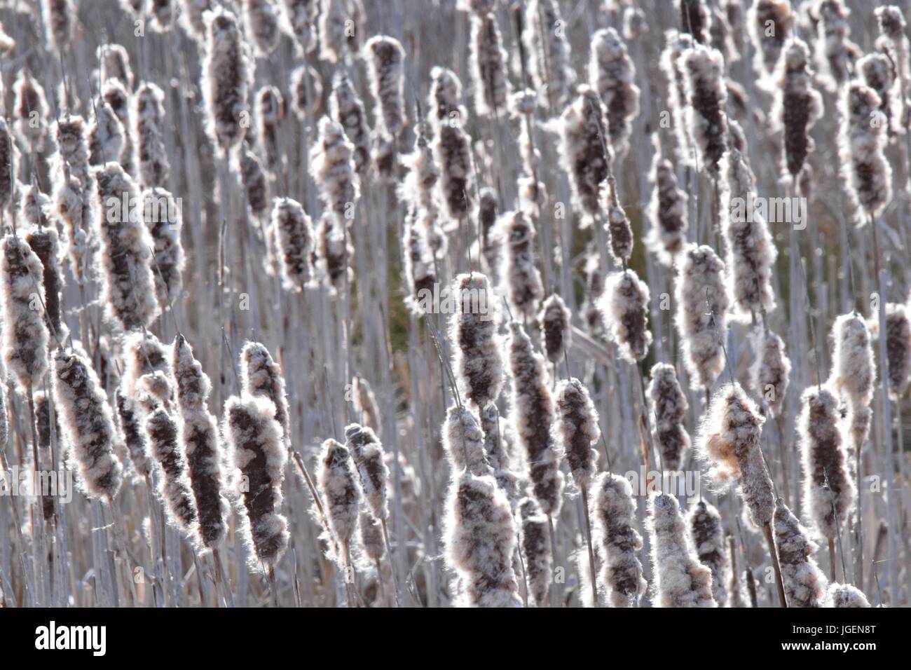 Nature and wildlife at Alkborough Flats in Lincolnshire Stock Photo - Alamy