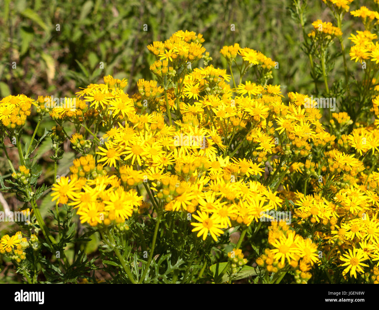 Hoary ragwort (Jacobaea erucifolia / Senecio erucifolius) in flower ...