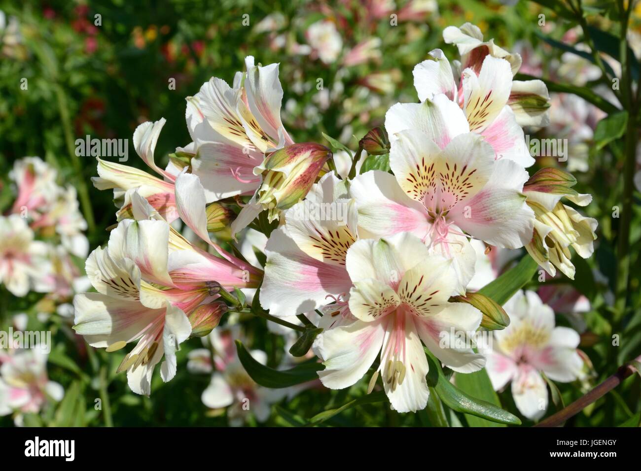 Alstroemeria Princess Raga Peruvian Lily Lily of the Incas flowers ...