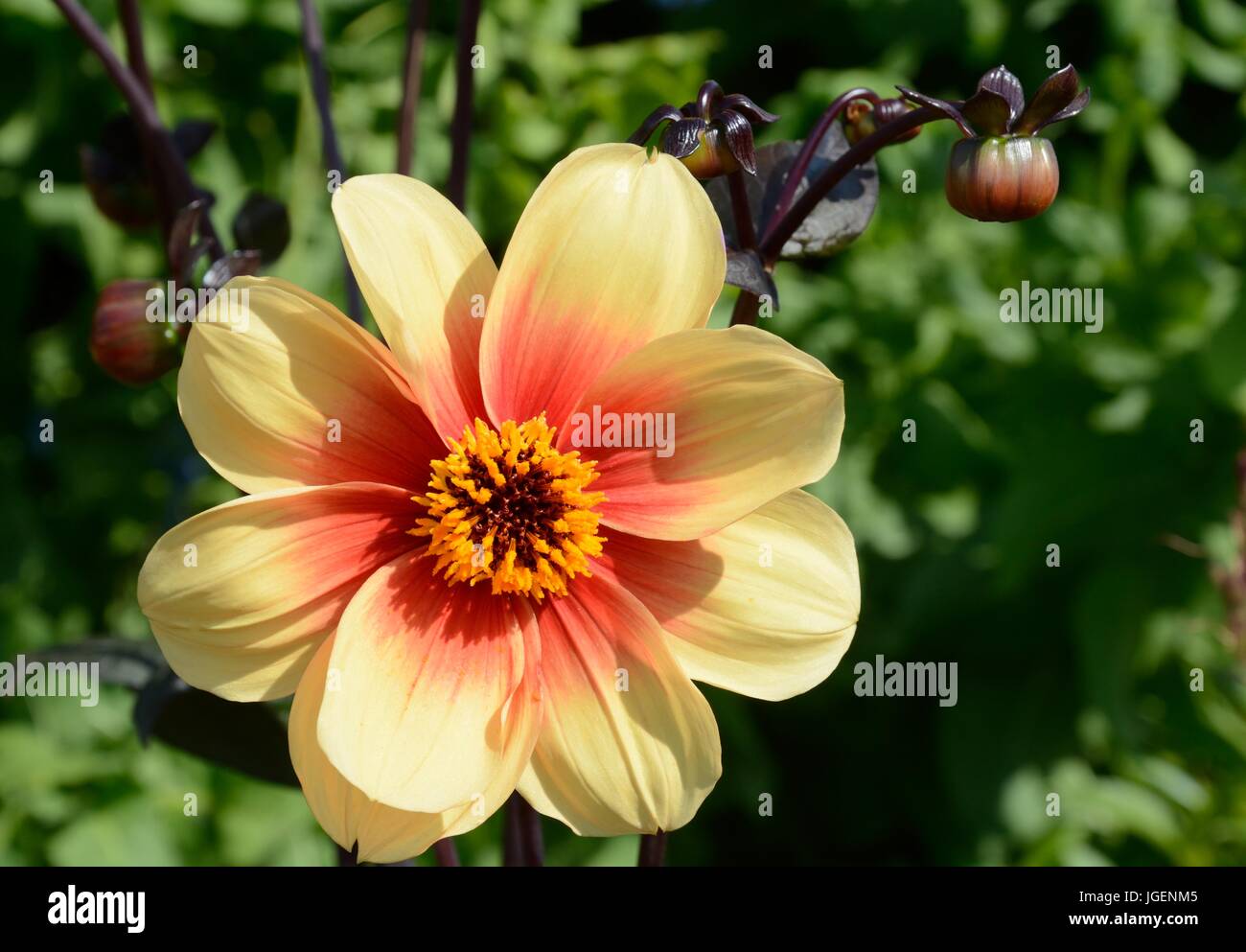 Dahlia Moonfire Stock Photos & Dahlia Moonfire Stock Images - Alamy