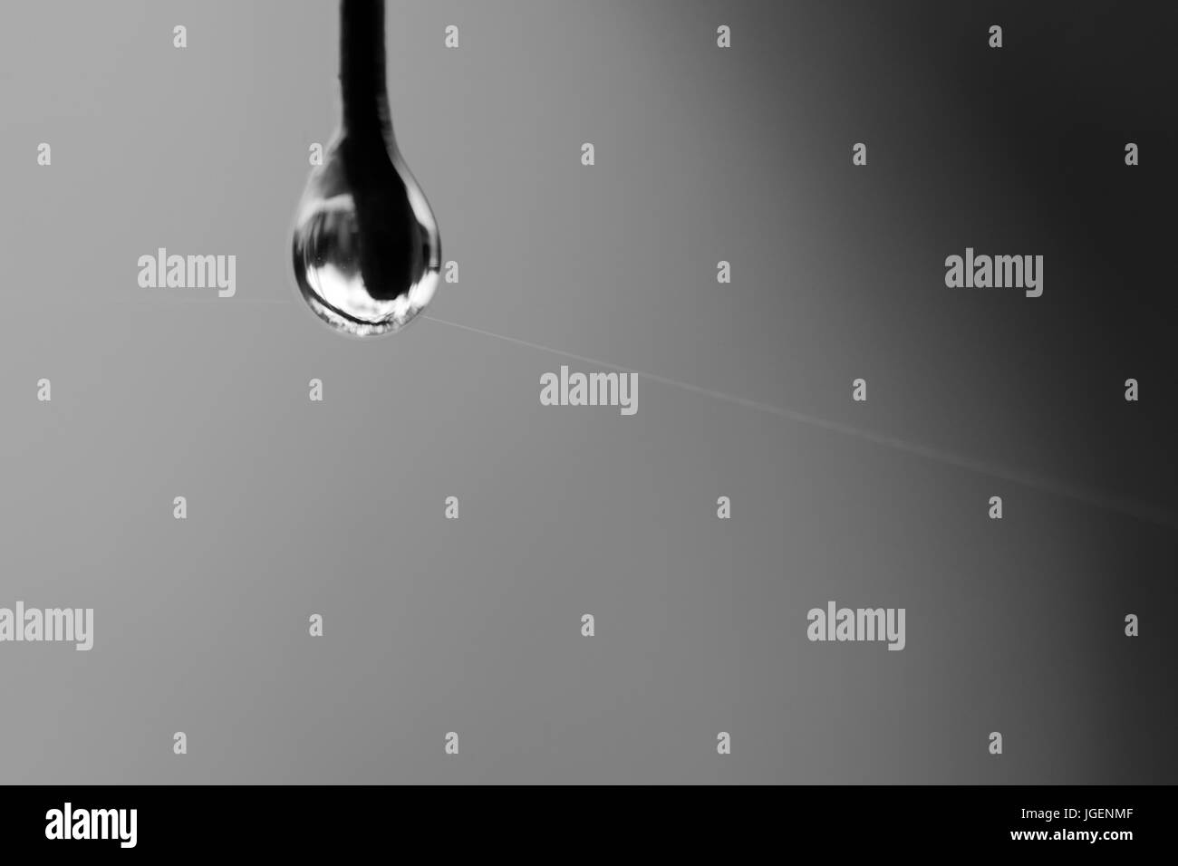 The root of the plant with water drop and spider silk Stock Photo - Alamy