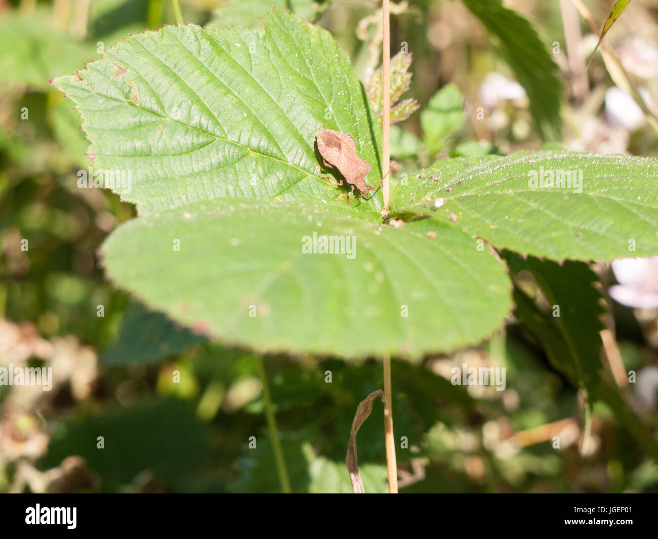 Dock Bug insect resting on leaf Coreus marginatus england uk Stock ...