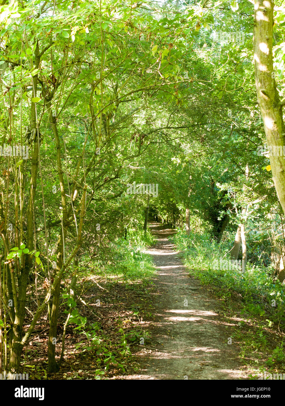 green walkway path through a forest in summer day wivenhoe essex ...