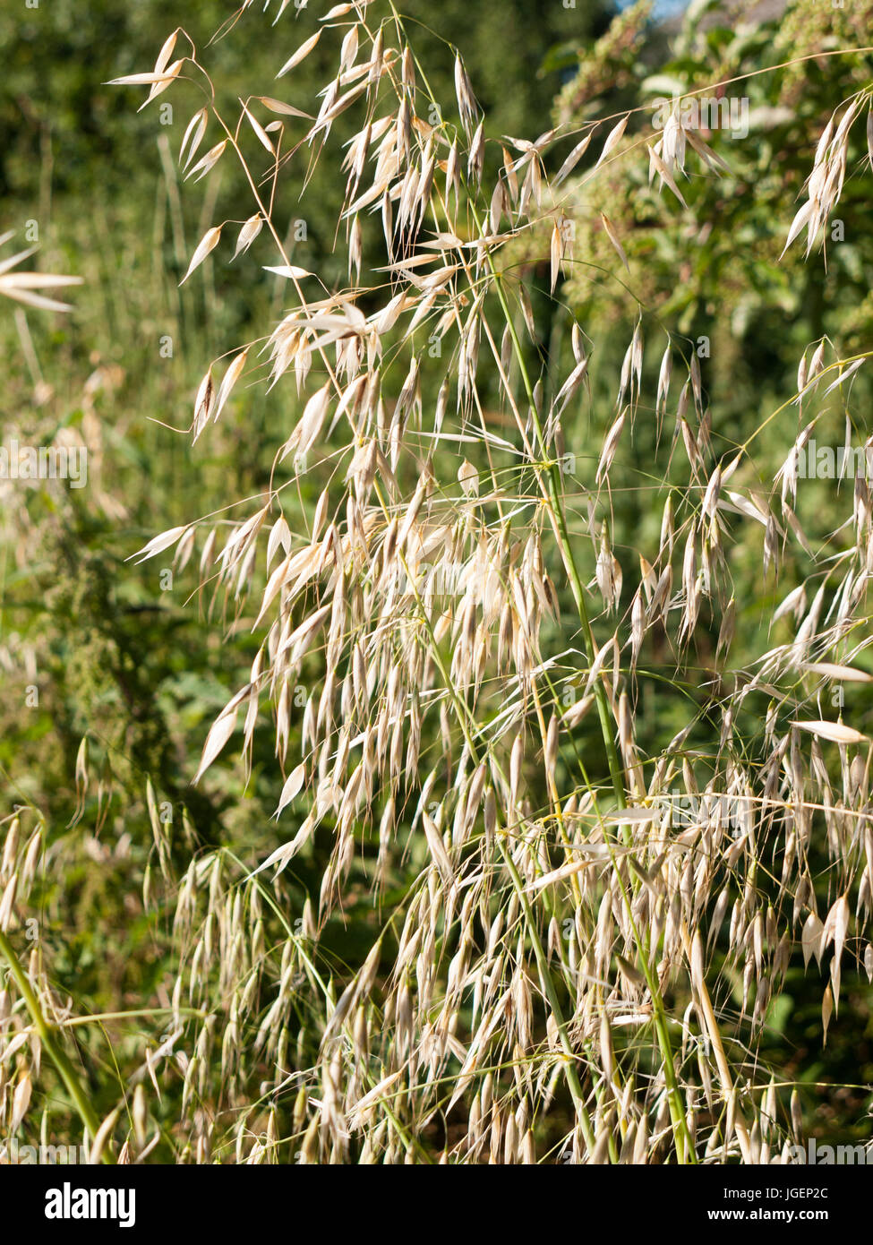 interesting grass texture and pattern close up in field england uk ...