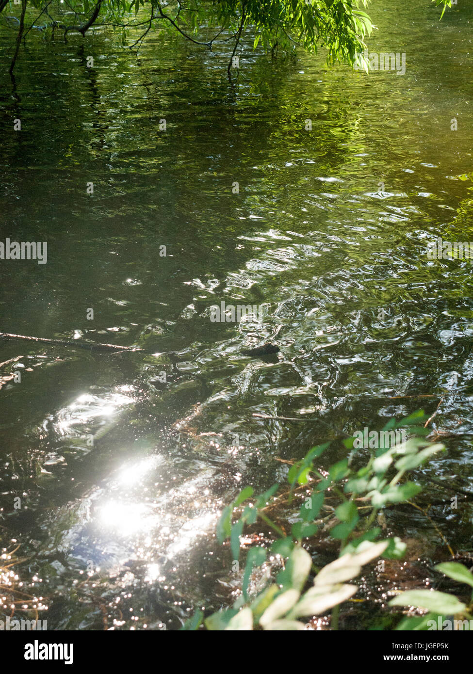 water surface with shining reflected light close up lake Stock Photo ...