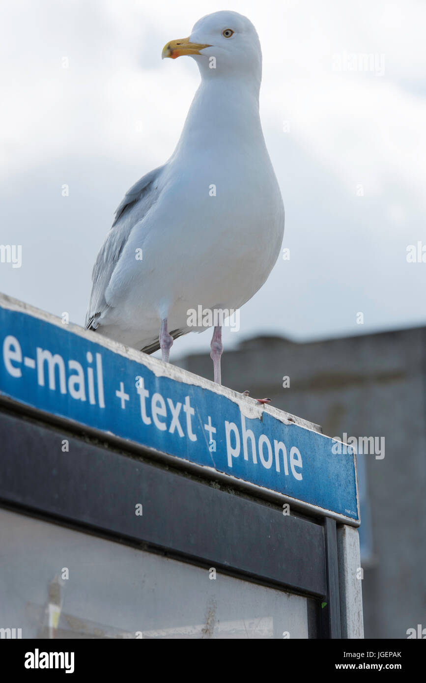 Seagull signage hi-res stock photography and images - Alamy