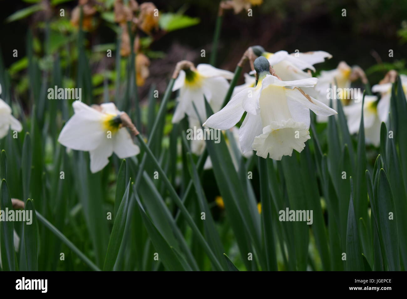 Daffodils in Ireland Stock Photo - Alamy