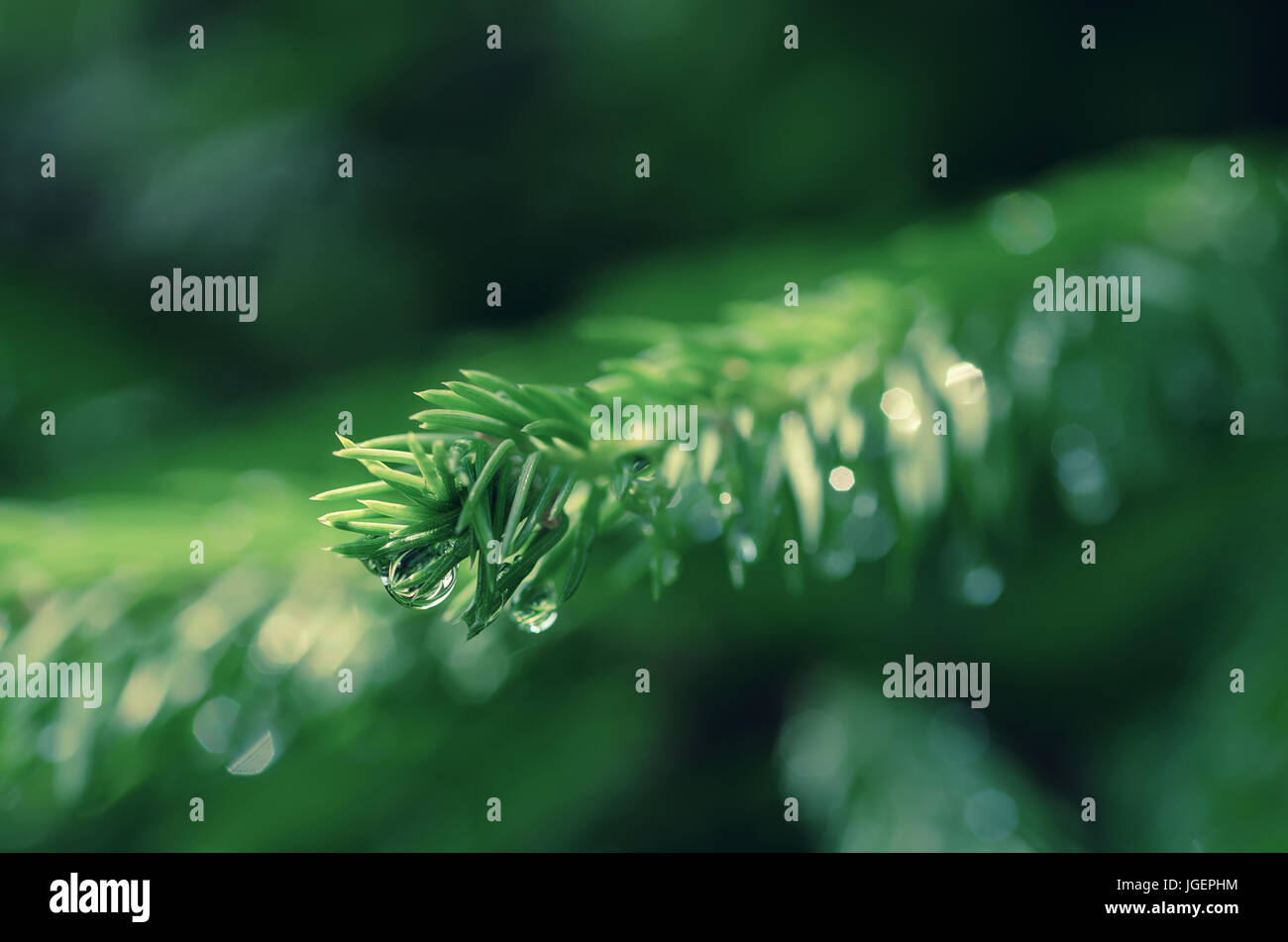 Wet pine tree Stock Photo - Alamy