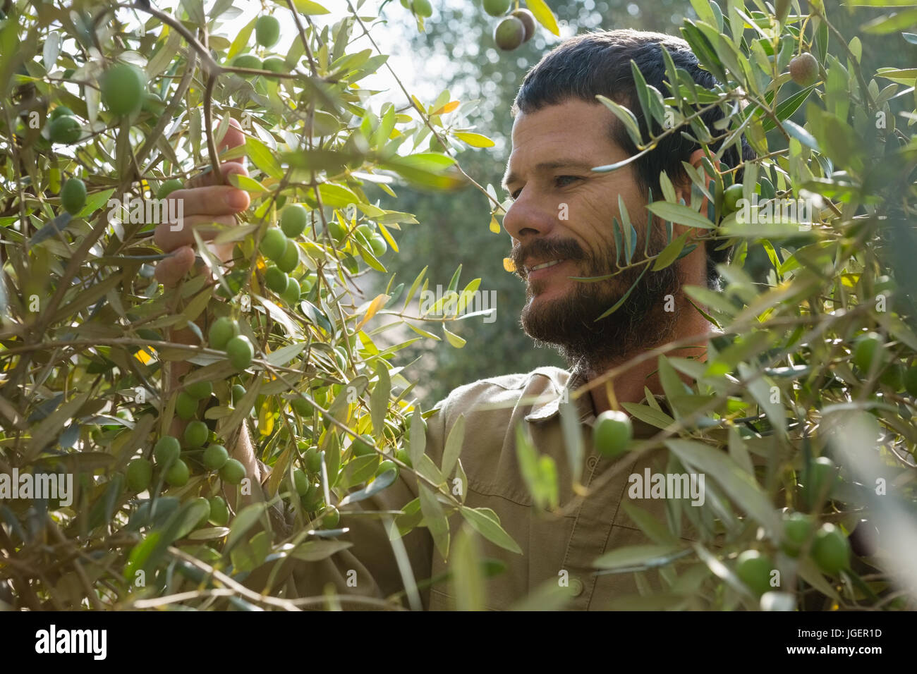 Farmer checking a tree of olive in farm Stock Photo - Alamy