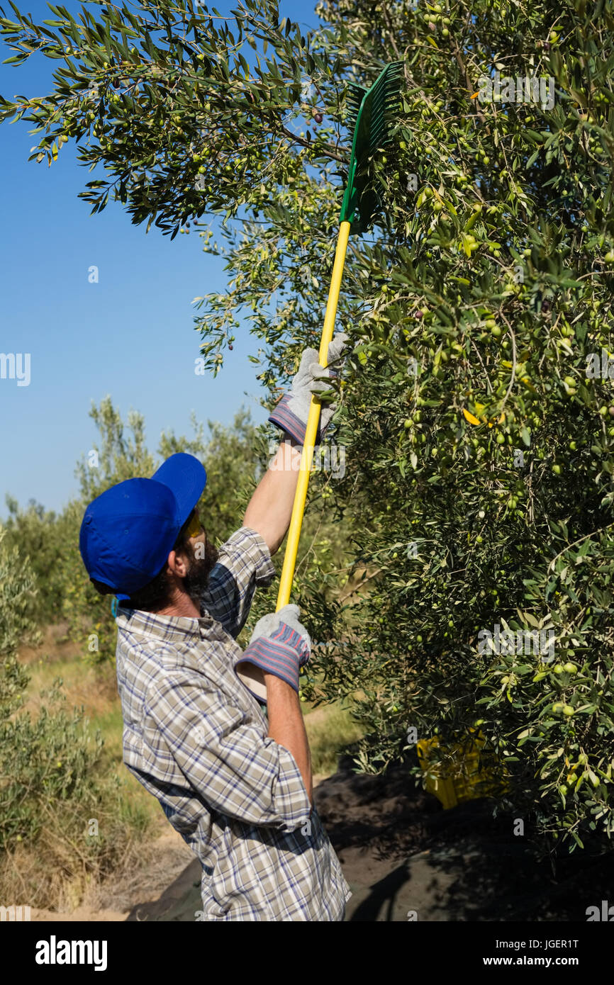 Farmer using olives picking tools while harvesting in farm Stock Photo ...