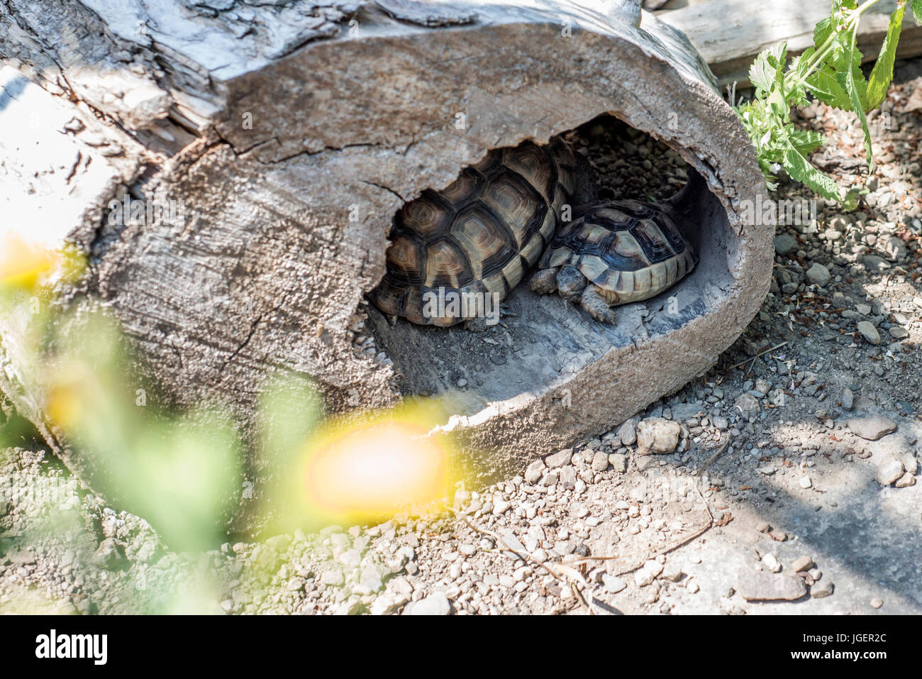 Baby Turtle Testudo Marginata european landturtle family two hiding in ...