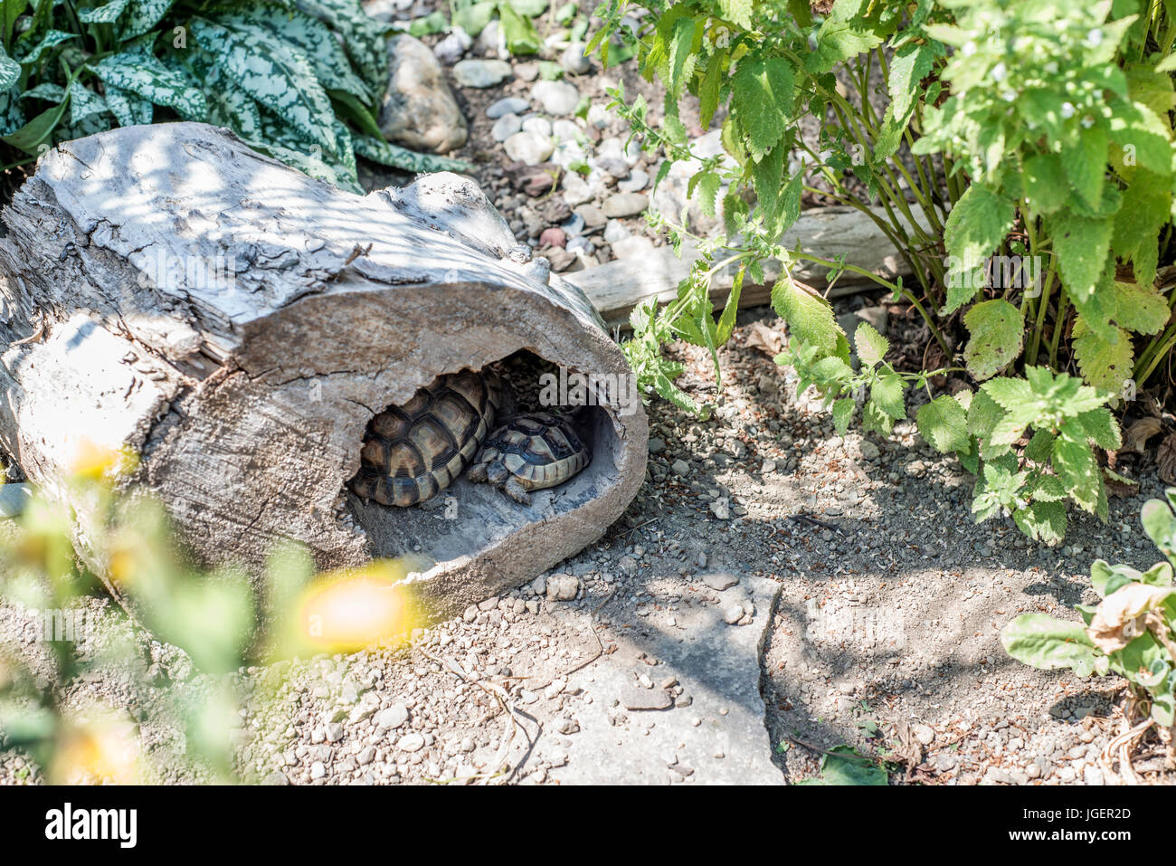 Baby Turtle Testudo Marginata european landturtle family two hiding in ...