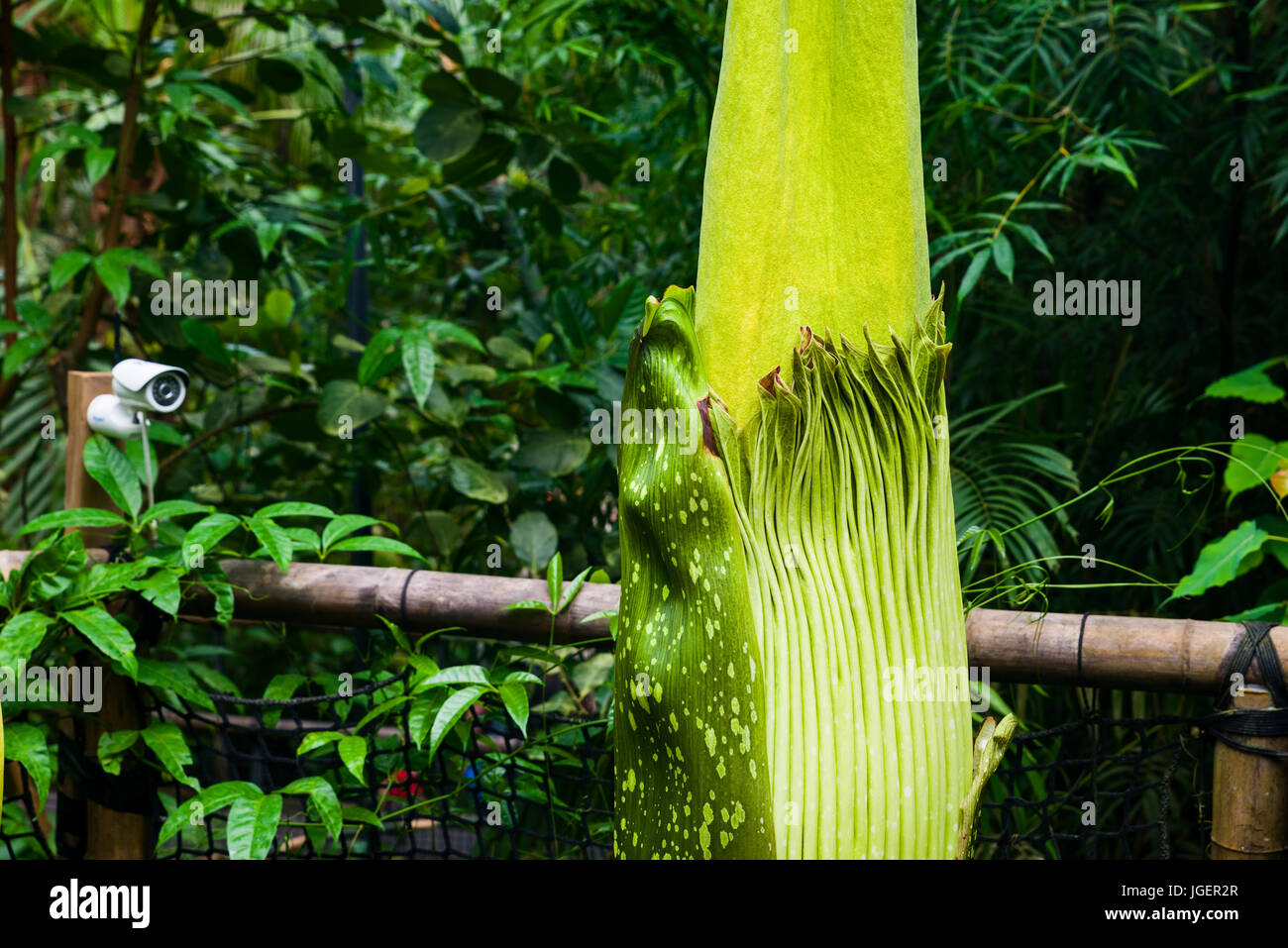 Rainforest corpse flower hi-res stock photography and images - Alamy