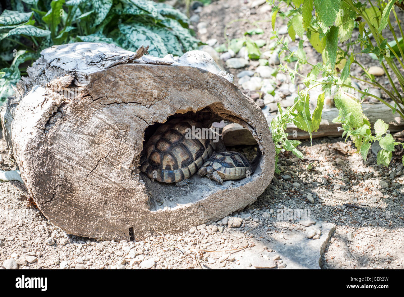 Baby Turtle Testudo Marginata european landturtle family two hiding in ...