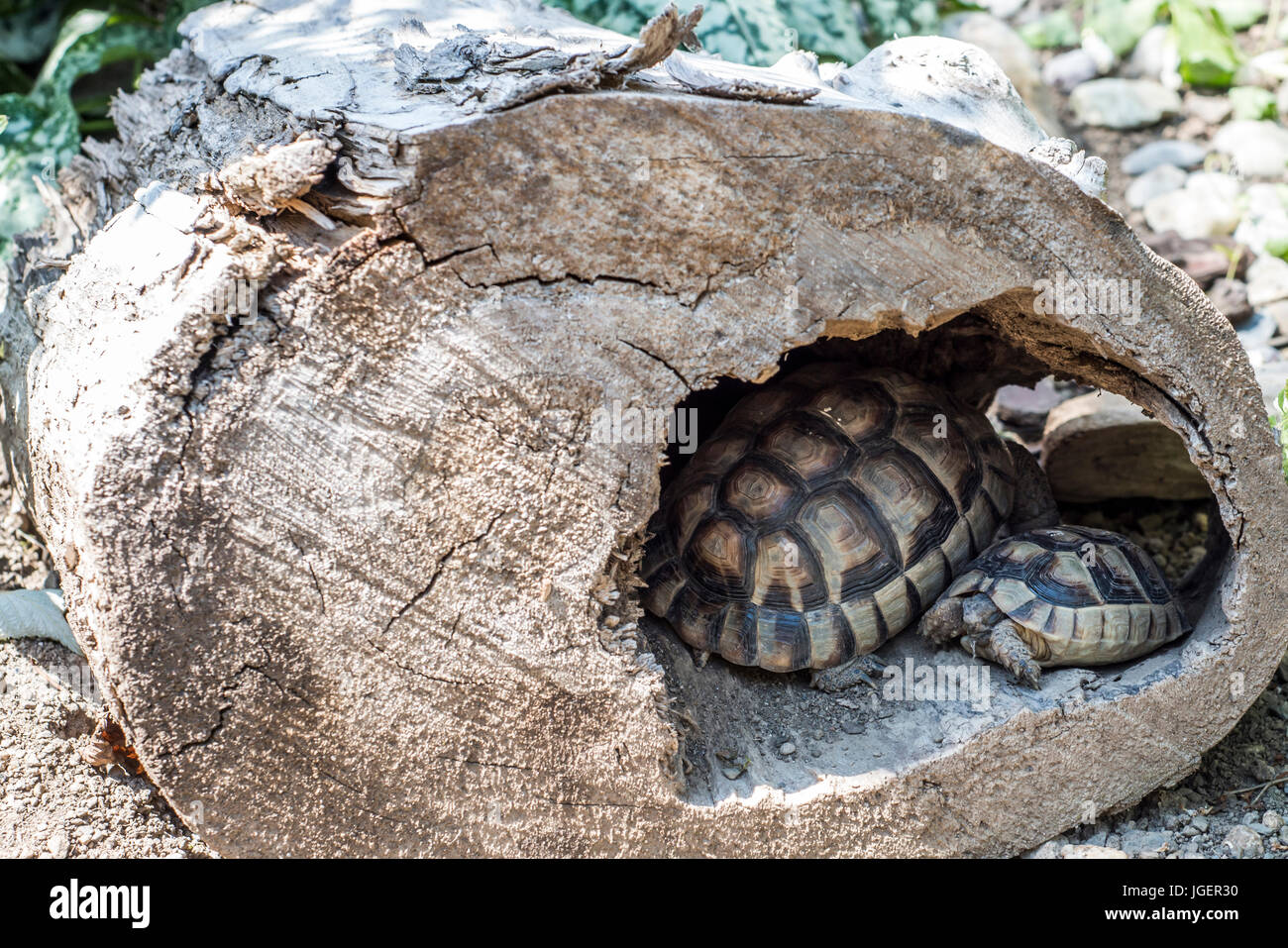 Baby Turtle Testudo Marginata european landturtle family two hiding in ...
