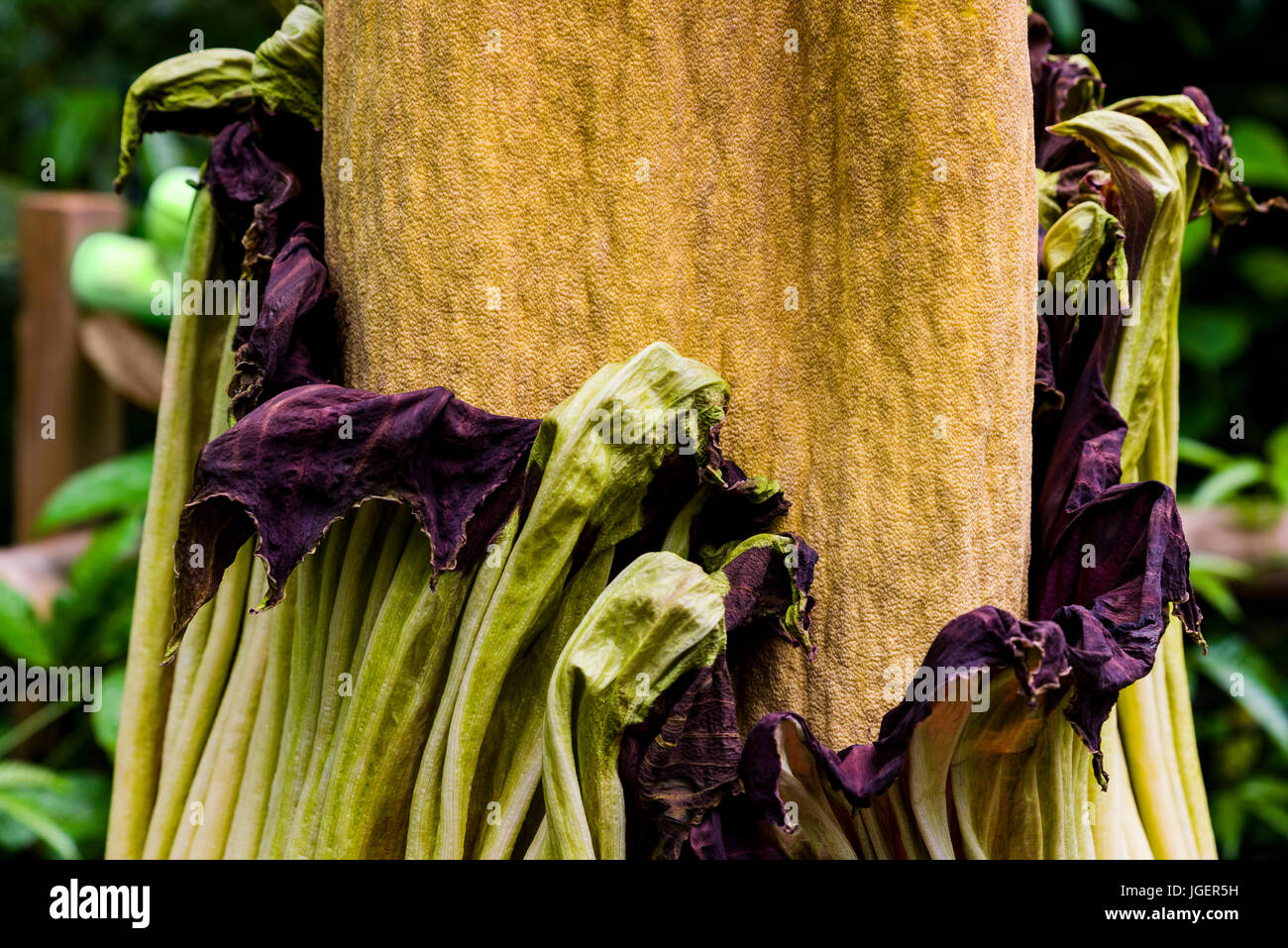Rainforest corpse flower hi-res stock photography and images - Alamy