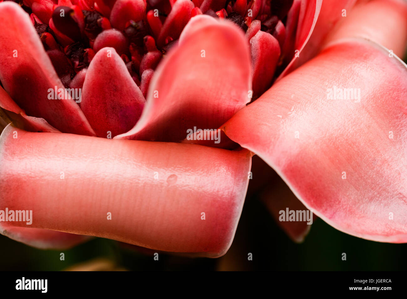 Rhizomatous perennial herb hi-res stock photography and images - Alamy