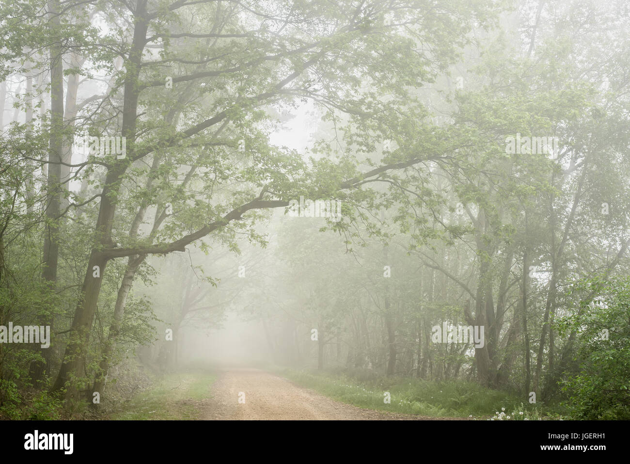 Forrest in the mist Stock Photo - Alamy