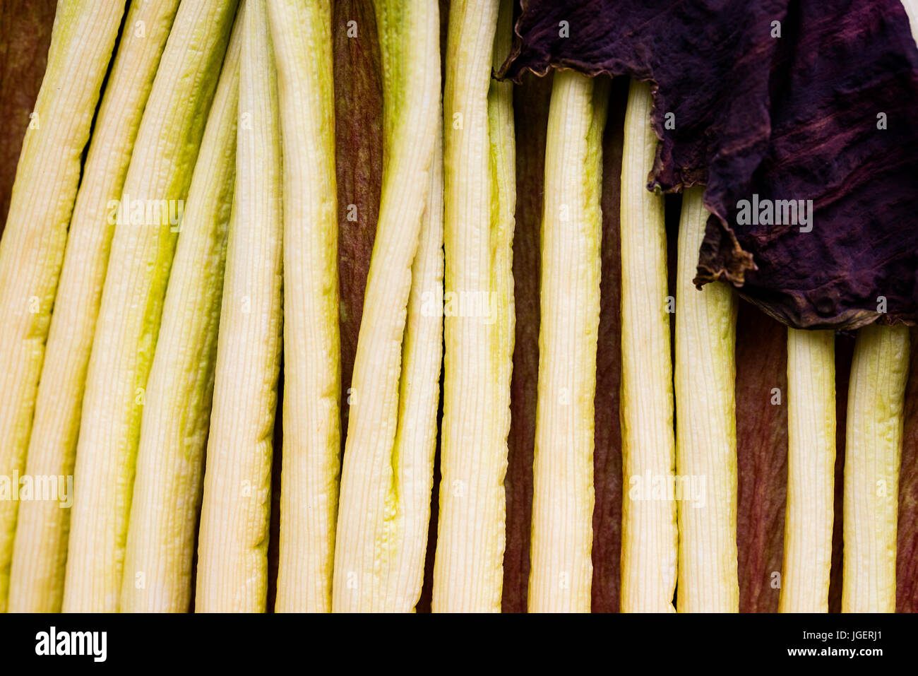 Giant corpse flower hi-res stock photography and images - Alamy