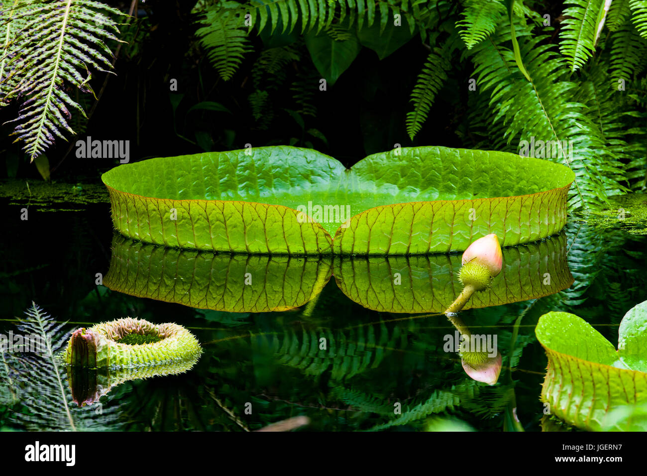 The Giant Lilly Pad is a marvel of naturs design, reaching sizes of ...