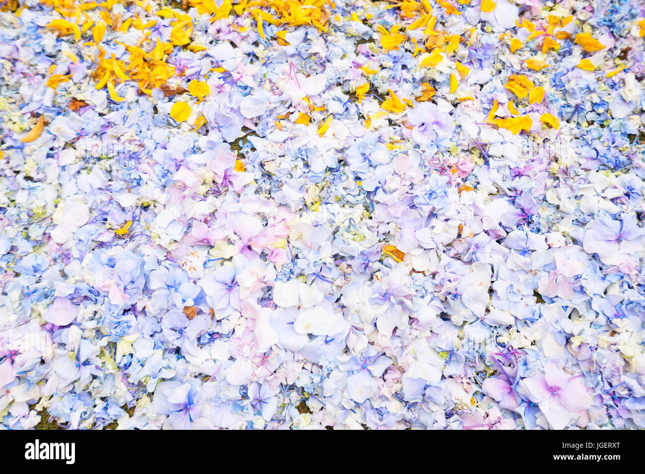 flowers petals background Stock Photo - Alamy