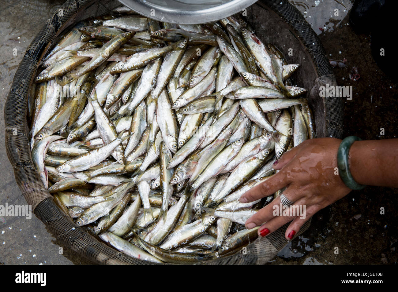 Shiny fish hi-res stock photography and images - Alamy