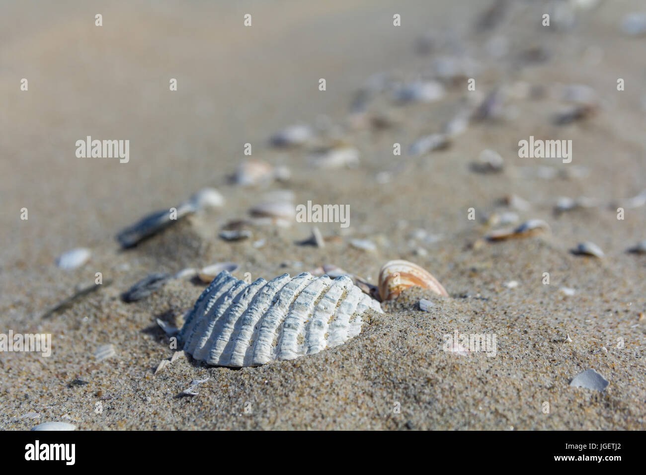 Fossil bivalve mollusc hi-res stock photography and images - Alamy