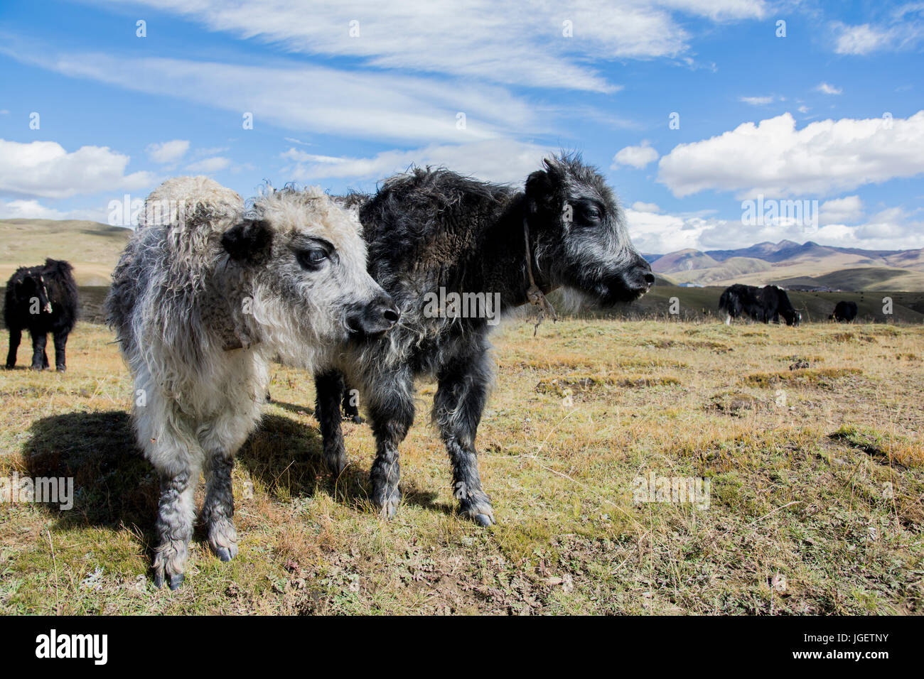 Yaks in the grasslands of Tagong, Sichuan, China Stock Photo - Alamy