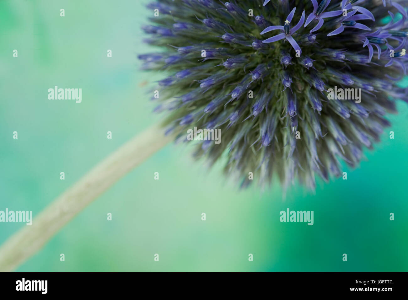 close up still life study of Echinops veitch's blue Stock Photo - Alamy