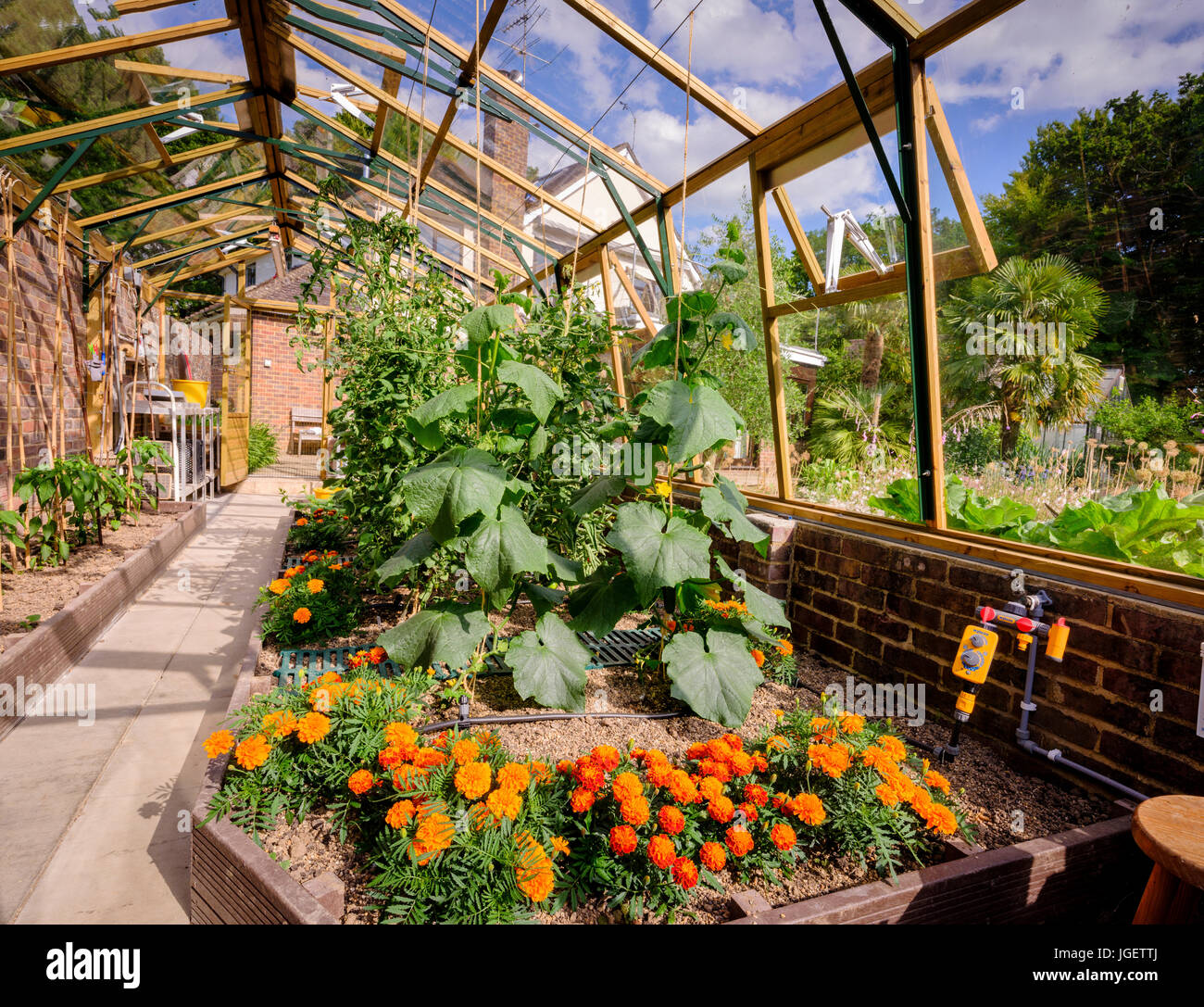 Cucumber plant in summertime hi-res stock photography and images - Alamy