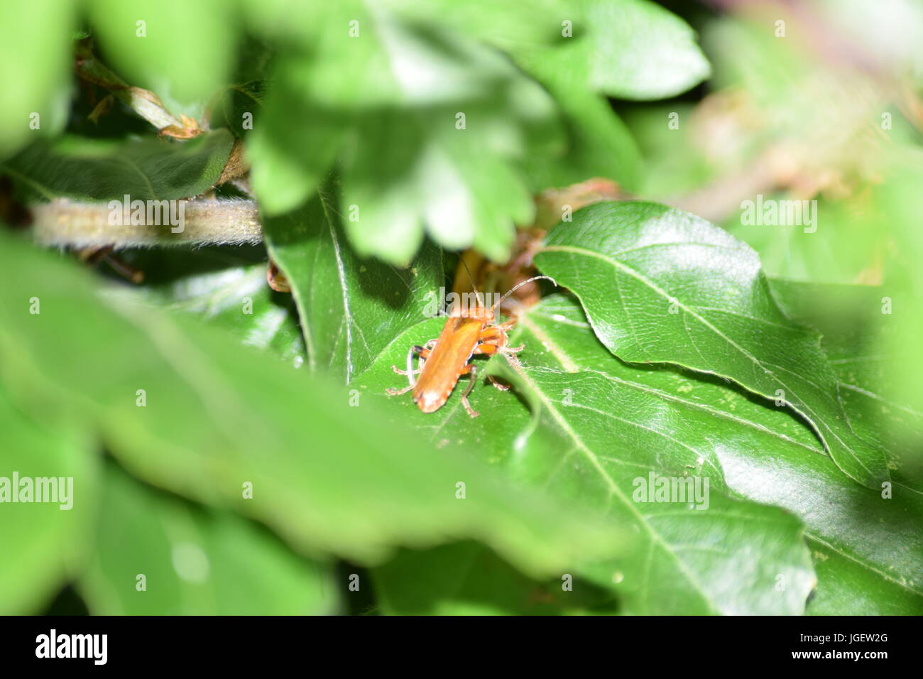 Orange bug on a leaf Stock Photo - Alamy