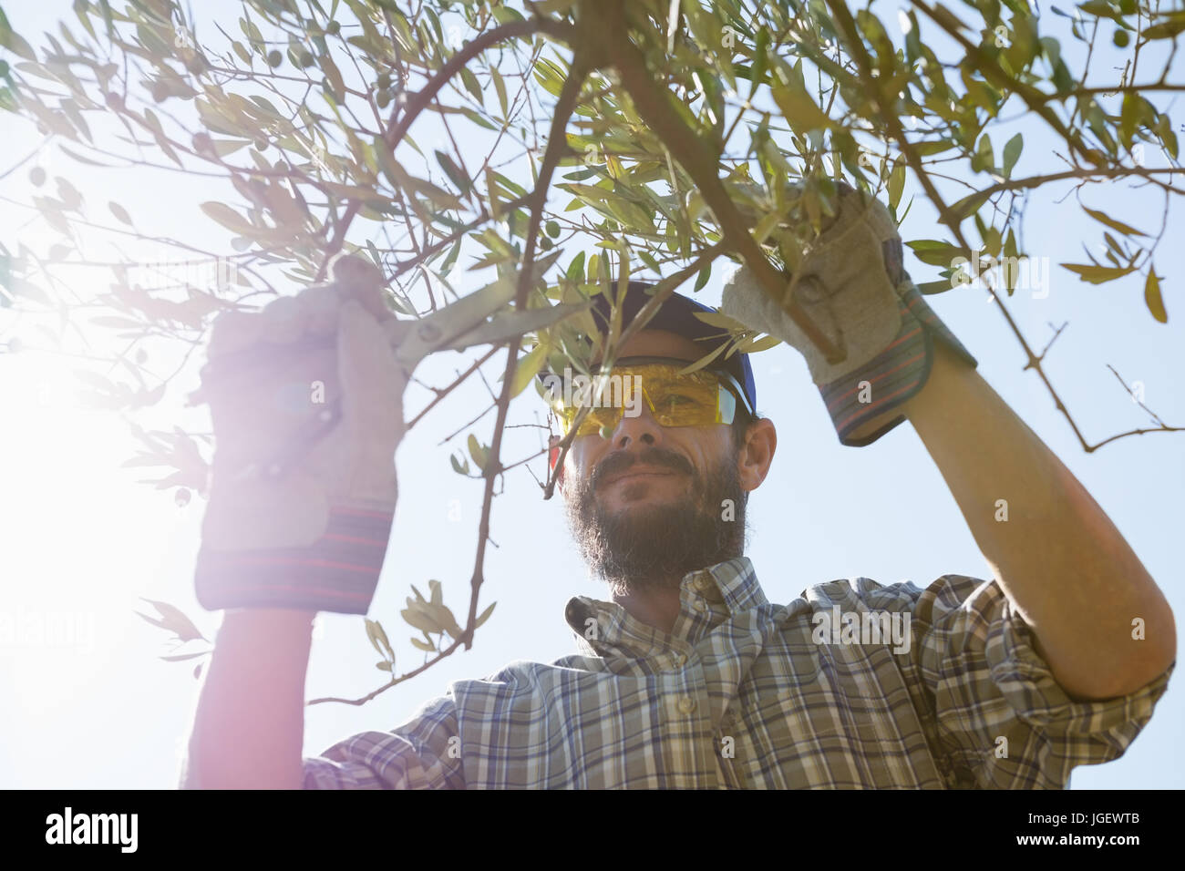 Mature farmer scissors harvesting hi-res stock photography and images ...