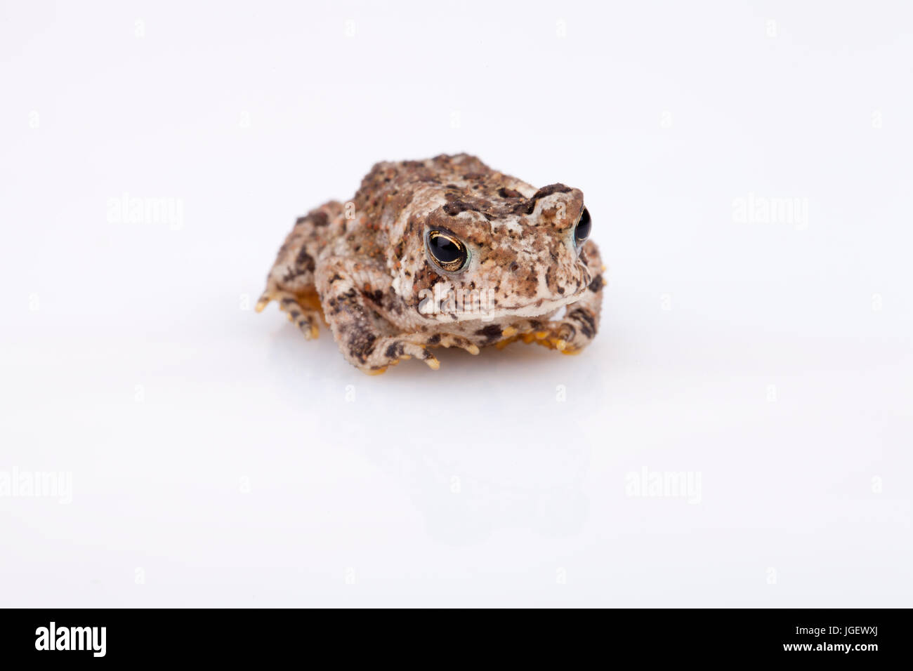 Miniature toad on a white surface. Mini toad isolated on white ...