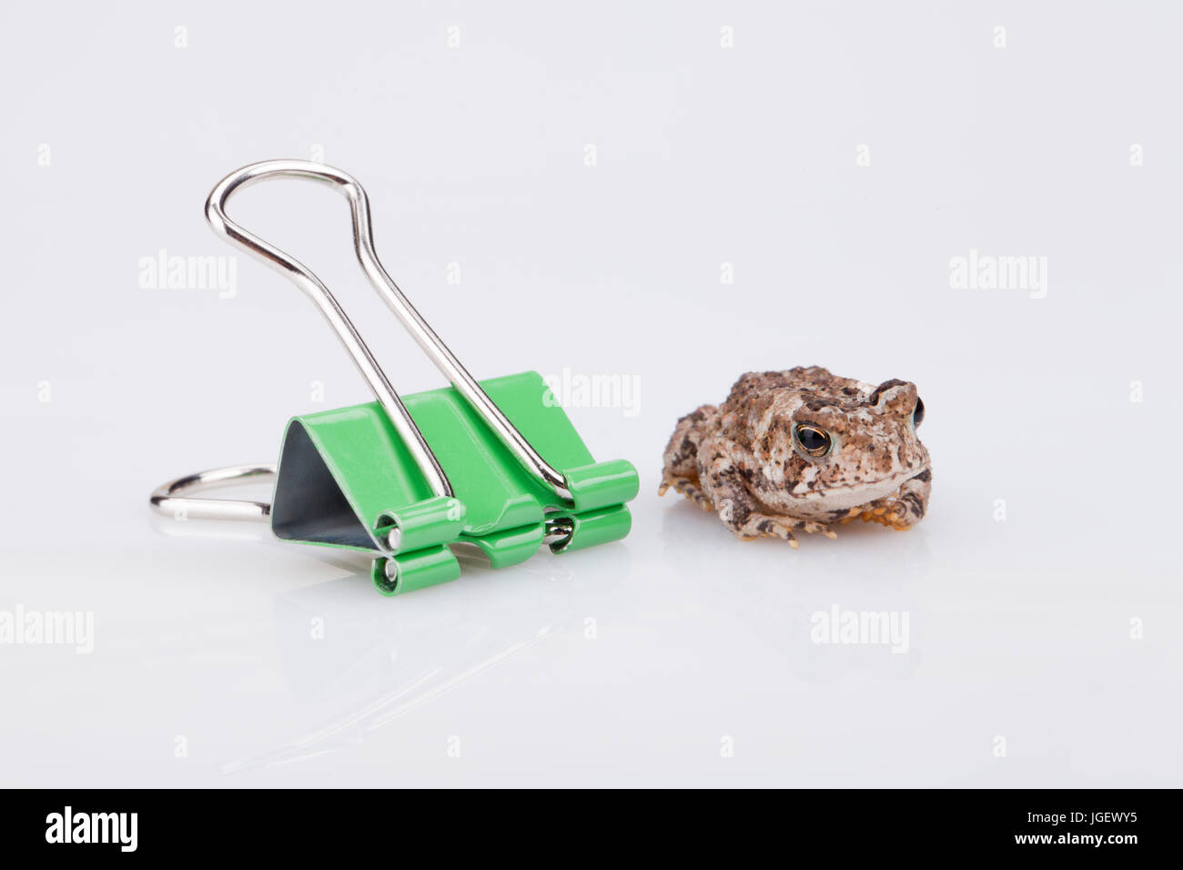 Miniature toad and green paperclip on a white surface. Mini toad ...