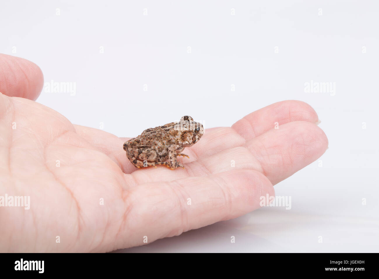 Miniature toad on a white surface. Mini toad isolated on white ...